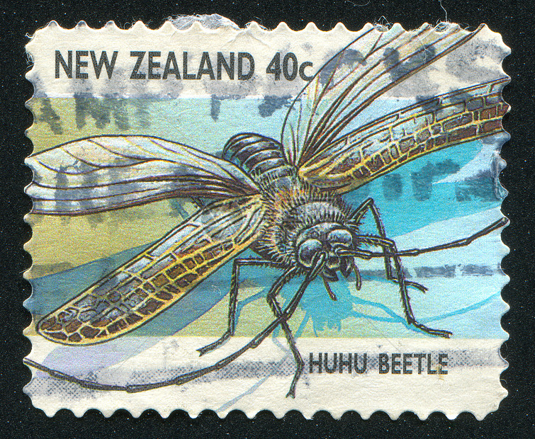 Hhuu 甲虫高清图片下载-正版图片321265035-摄图网