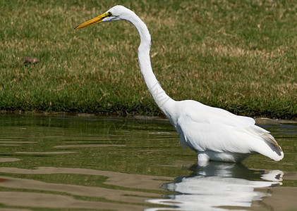 Egret 电子格雷特繁殖白鹭配种苍鹭季节羽毛高清图片下载-正版图片320246071-摄图网