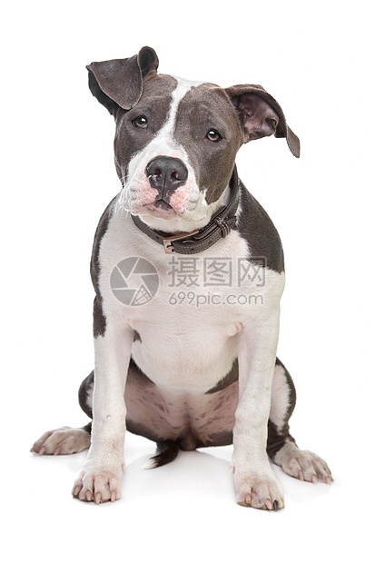 美国工作人员d工作室犬类哺乳动物动物宠物家畜高清图片下载-正版图片321321833-摄图网