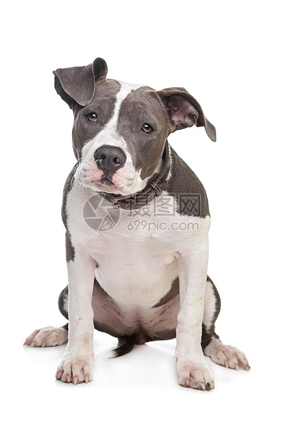 美国工作人员d宠物哺乳动物犬类家畜动物工作室高清图片下载-正版图片321321842-摄图网