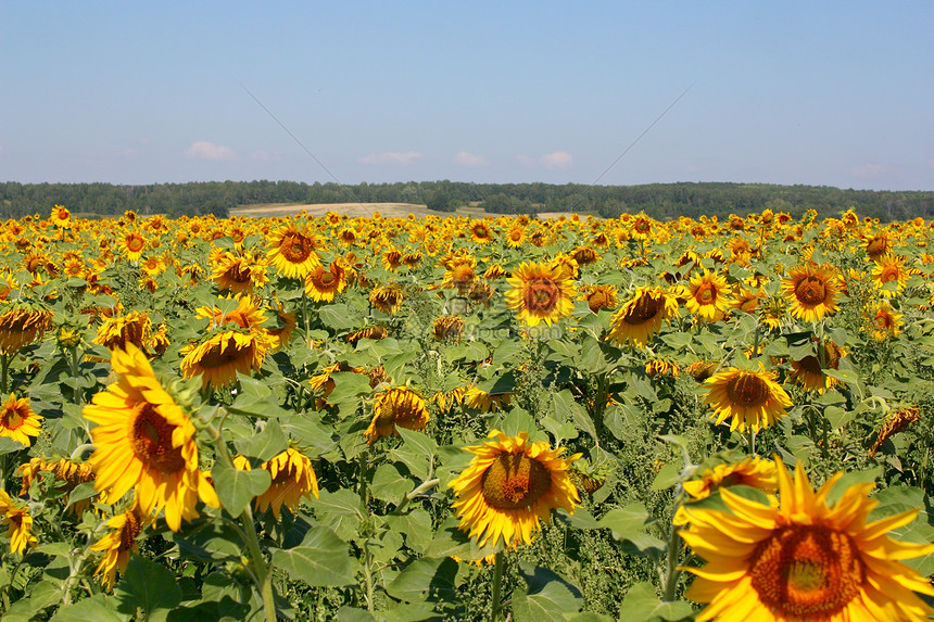 山下向日葵田乡村植物向日葵植物群黄色爬坡农村山脉风景活力高清图片下载-正版图片321358485-摄图网