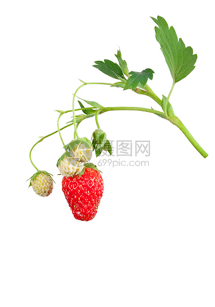 草莓树食物衬套森林花园叶子水果甜点果实养分浆果高清图片下载-正版图片321367222-摄图网