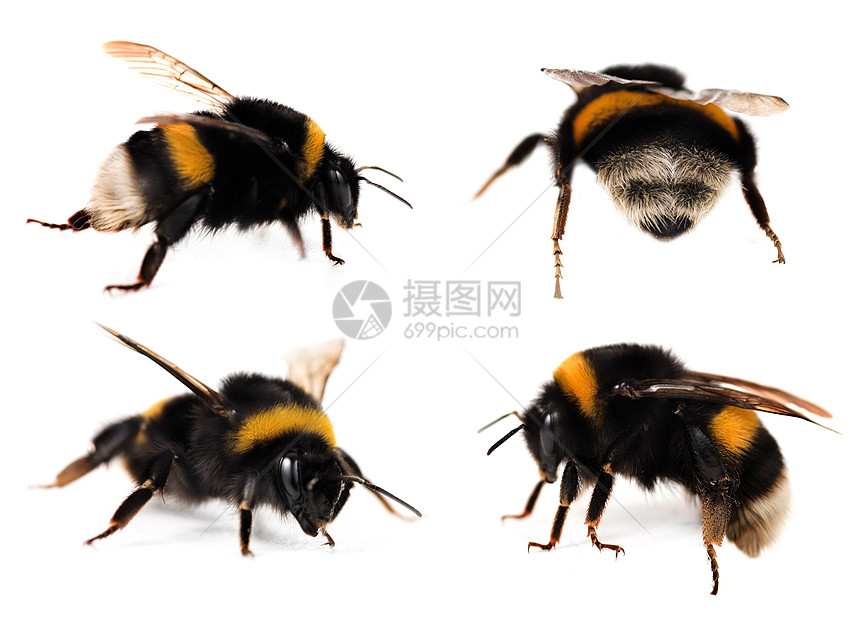 大黄蜂收集高清图片下载-正版图片321369749-摄图网