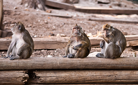 猴子丛林尾巴头发脊椎动物苔藓灵长类女性母亲哺乳动物动物高清图片下载-正版图片321476313-摄图网