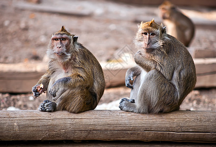 猴子丛林森林头发哺乳动物灵长类猕猴母亲苔藓女性脊椎动物高清图片下载-正版图片321476309-摄图网