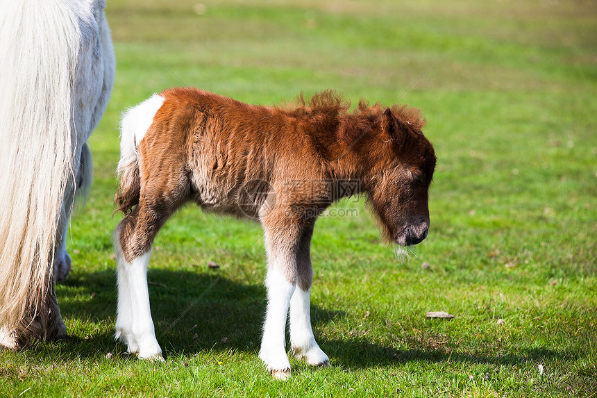 年轻的小马马荒野金雀花小马森林高清图片下载-正版图片321480828-摄图网