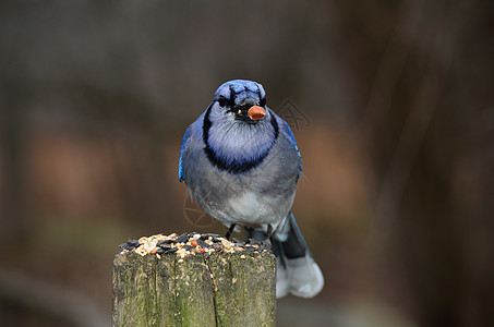 Blue Jay 在帖子上鸟类野生动物高清图片下载-正版图片321517124-摄图网