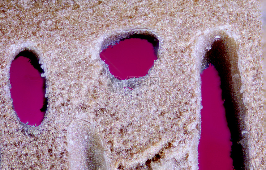 真菌缩影图菌类植物学模具脊柱显微寄生虫显微术宏观显微镜照片高清图片下载-正版图片321520475-摄图网