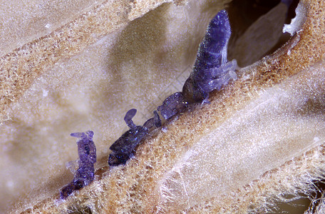 真菌缩影图显微术植物学菌类细胞脊柱植物显微镜照片显微宏观高清图片下载-正版图片321520514-摄图网