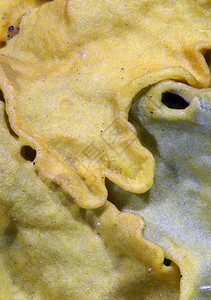 真菌缩影图显微术植物学菌类细胞脊柱植物显微镜照片显微宏观高清图片下载-正版图片321520514-摄图网