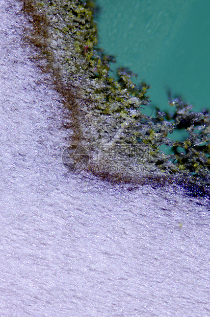 真菌缩影图显微植物学寄生虫显微镜细胞蜂蜜显微术照片菌类宏观高清图片下载-正版图片321520491-摄图网