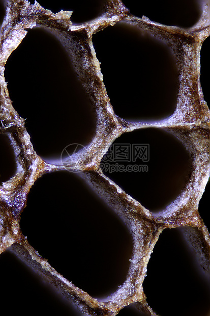 真菌缩影图显微术植物学菌类细胞脊柱植物显微镜照片显微宏观高清图片下载-正版图片321520514-摄图网