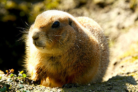 Gopher 地密码异国警报眼睛生活草原荒野动物棕色宏观野生动物高清图片下载-正版图片321532495-摄图网