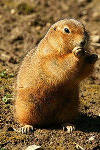 Gopher 地密码异国警报眼睛生活草原荒野动物棕色宏观野生动物高清图片下载-正版图片321532495-摄图网