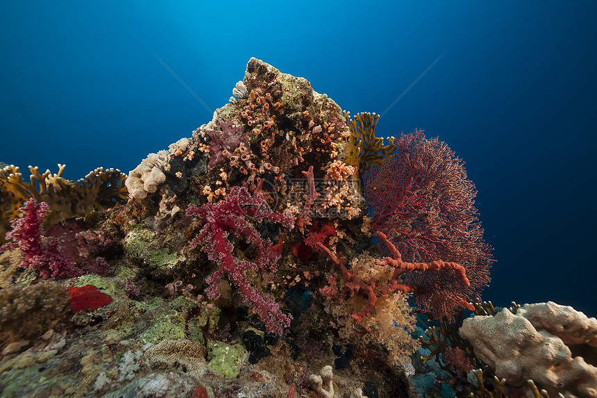 红海的鱼类和热带珊瑚礁太阳海洋天堂蓝色射线阳光场景情调潜水异国高清图片下载-正版图片321549101-摄图网