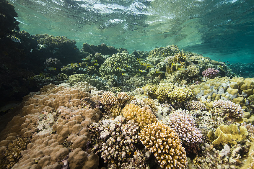 红海的鱼类和热带珊瑚礁海洋太阳光射线太阳阳光盐水海景异国蓝色生活高清图片下载-正版图片321558229-摄图网
