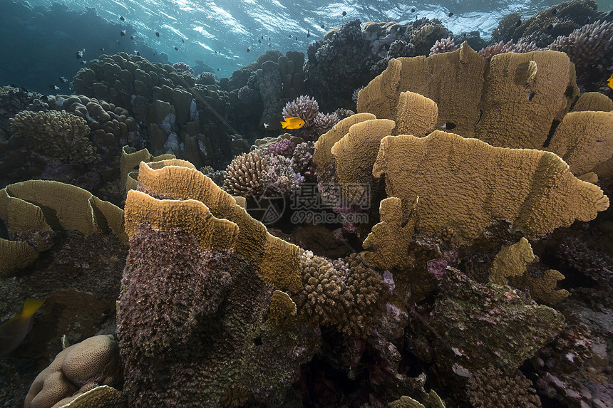 红海的鱼类和热带珊瑚礁射线海景场景太阳太阳光植物潜水海洋阳光情调高清图片下载-正版图片321558235-摄图网