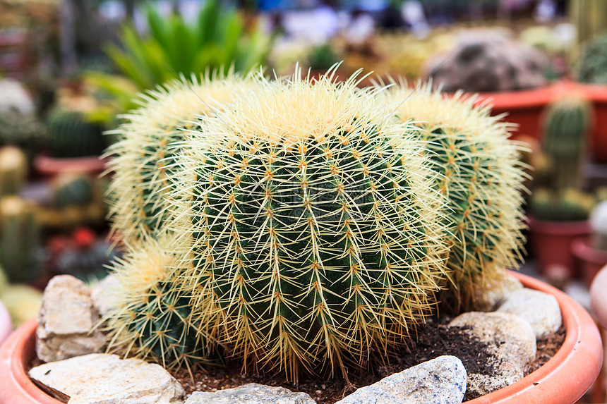 Cactus 极密闭花园植物生长尖刺宏观叶子地球危险脊柱植物学高清图片下载-正版图片321591907-摄图网