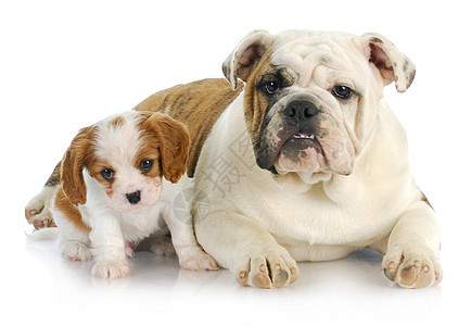 约克郡起重港犬类哺乳动物头发崇拜毛皮动物猎犬魅力宠物班级高清图片下载-正版图片321559317-摄图网