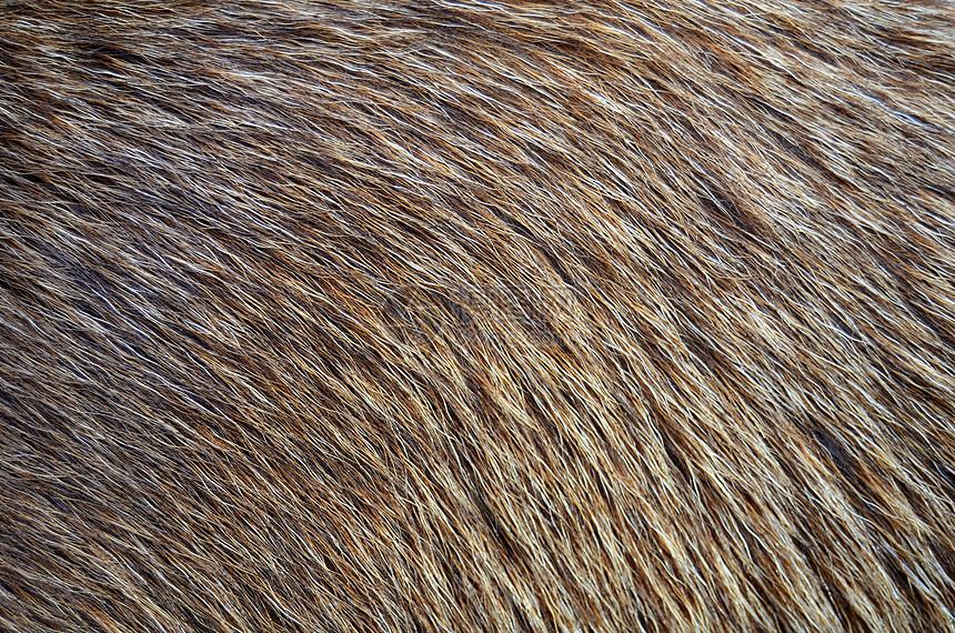 动物毛背景艺术墙纸情调宠物头发绒毛农场动物园哺乳动物异国高清图片下载-正版图片321742157-摄图网