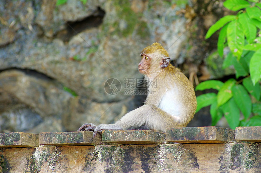猴子猴猕猴丛林动物群尾巴热带灵长类野生动物生物动物情调高清图片下载-正版图片321767270-摄图网
