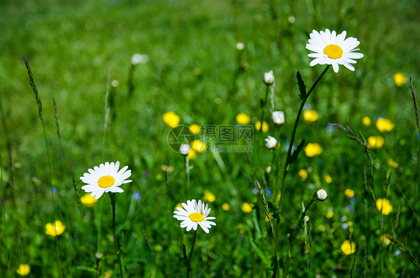Daisy喜悦高清图片下载-正版图片321769802-摄图网