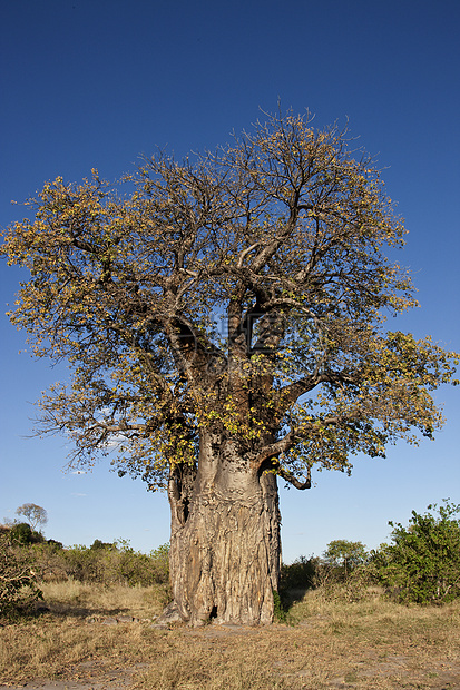 猴面包树 博茨瓦纳植物群高清图片下载-正版图片321790497-摄图网