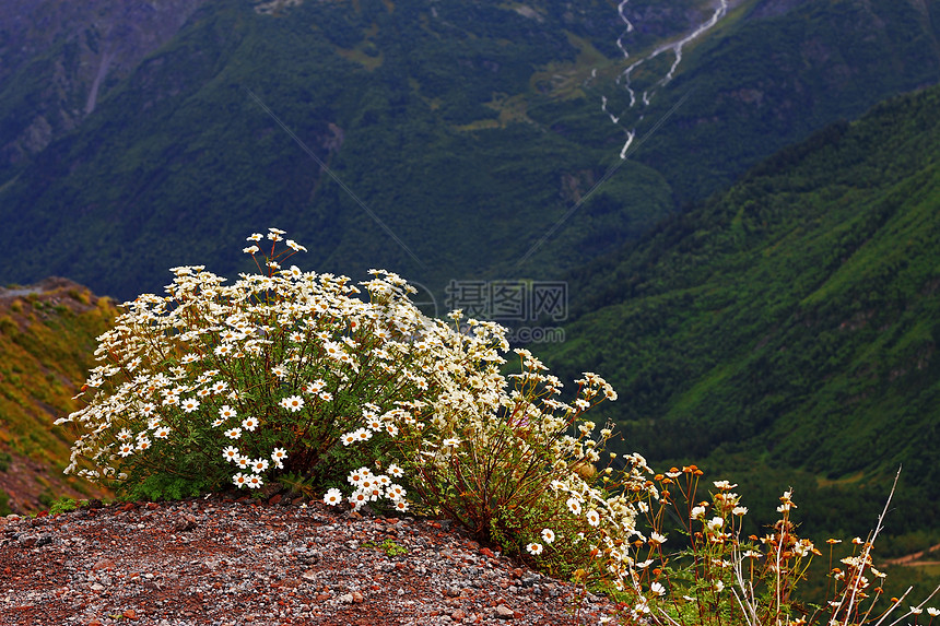 高加索山脉地貌和岩浆灌木丛天空洋甘菊生态植物旅游环境墙纸风景国家高山高清图片下载-正版图片321800709-摄图网