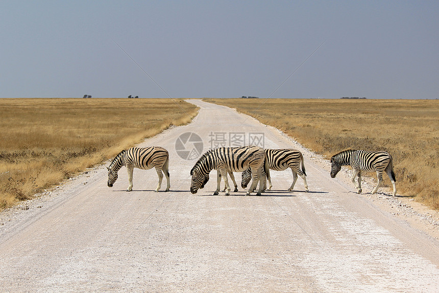 伊托沙荒野公园的Burchell 斑马牧群高清图片下载-正版图片321817098-摄图网