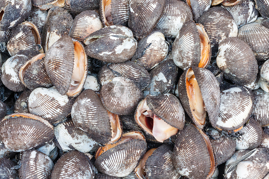 新鲜 cockles 背景生活壳类收藏白色海岸动物海洋生产海滨市场高清图片下载-正版图片321824660-摄图网