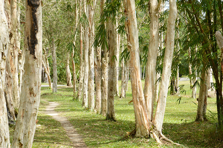 树树之间的路径场景地面生长小路公园文化国家季节农村植物群高清图片下载-正版图片321828871-摄图网