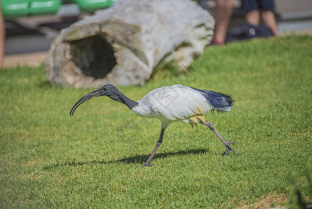 非洲神圣的ibis 希腊神话鸟类眼睛灰色白色储备总线翅膀野生动物黑色羽毛高清图片下载-正版图片321866426-摄图网