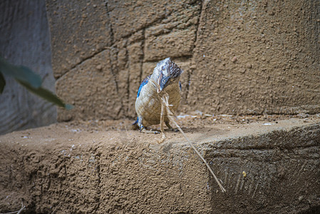 横贯的Kokaburra dacelo tyro 王鱼大道科学生物羽毛脊椎动物翅膀动物蓝翅生物学生活高清图片下载-正版图片321868955-摄图网