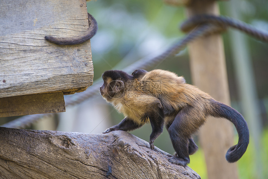 卷尾猴 大肠森林热带哺乳动物荒野丛林情调尾巴动物群脊椎动物动物高清图片下载-正版图片321869260-摄图网