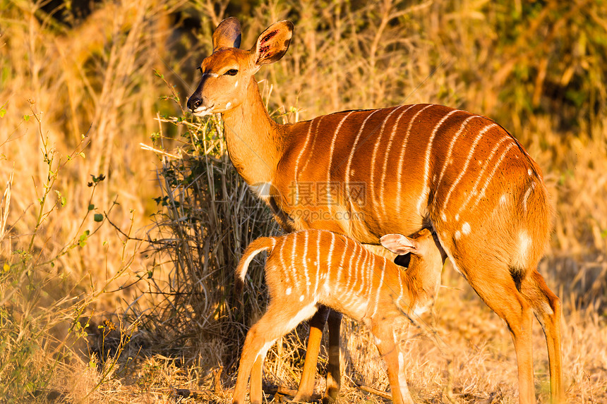 Buck Calf 母乳喂养高清图片下载-正版图片321884619-摄图网