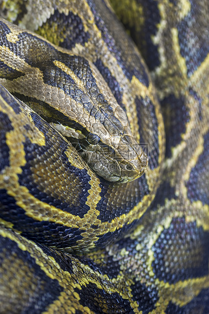 Python 符号异国眼睛情调野生动物宠物濒危捕食者爬虫动物遗传高清图片下载-正版图片321888192-摄图网
