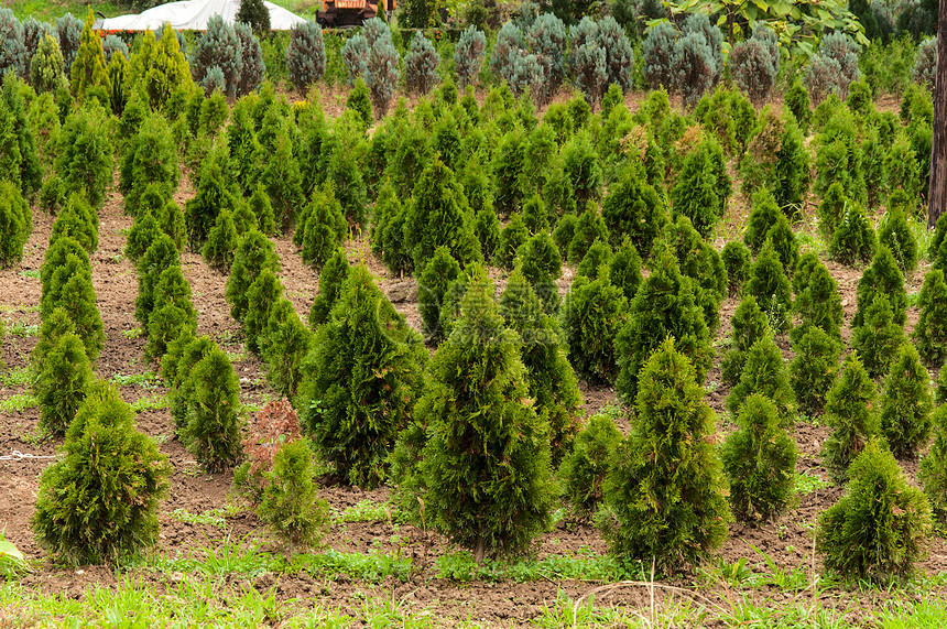 Xhams树高清图片下载-正版图片321932449-摄图网