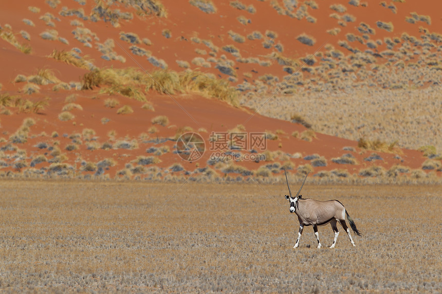 Gemsbok 羚羊栖息地生态动物纳米布瞪羚野生动物食草动物群红色沙漠高清图片下载-正版图片321944725-摄图网