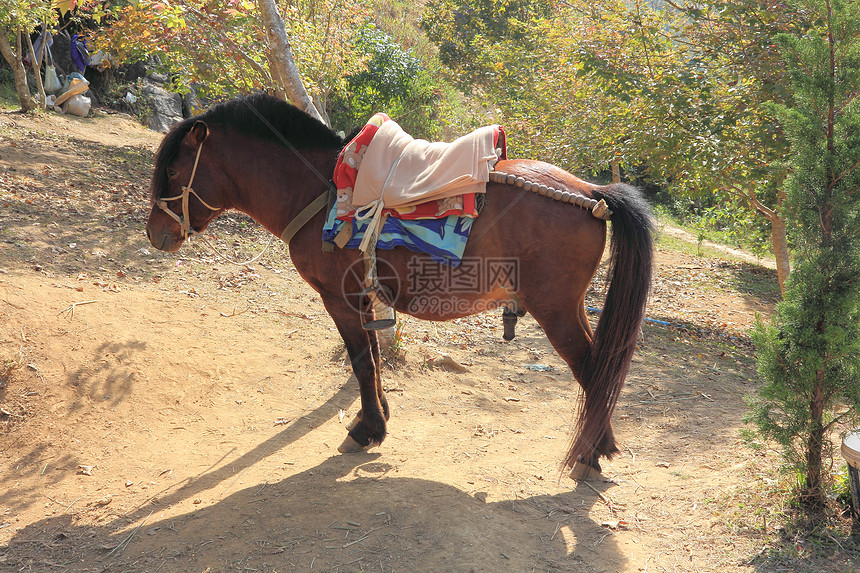 小小马场地动物宠物毛发友谊哺乳动物高清图片下载-正版图片321954547-摄图网