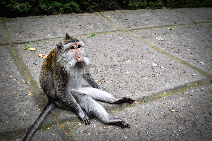 印度尼西亚巴厘岛假期情调旅游股票热带日落照片风景旅行悬崖高清图片下载-正版图片321962091-摄图网