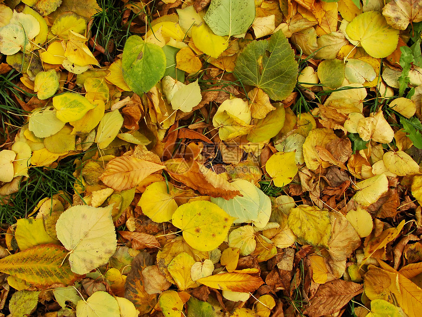 紧贴落叶的落叶高清图片下载-正版图片321981280-摄图网