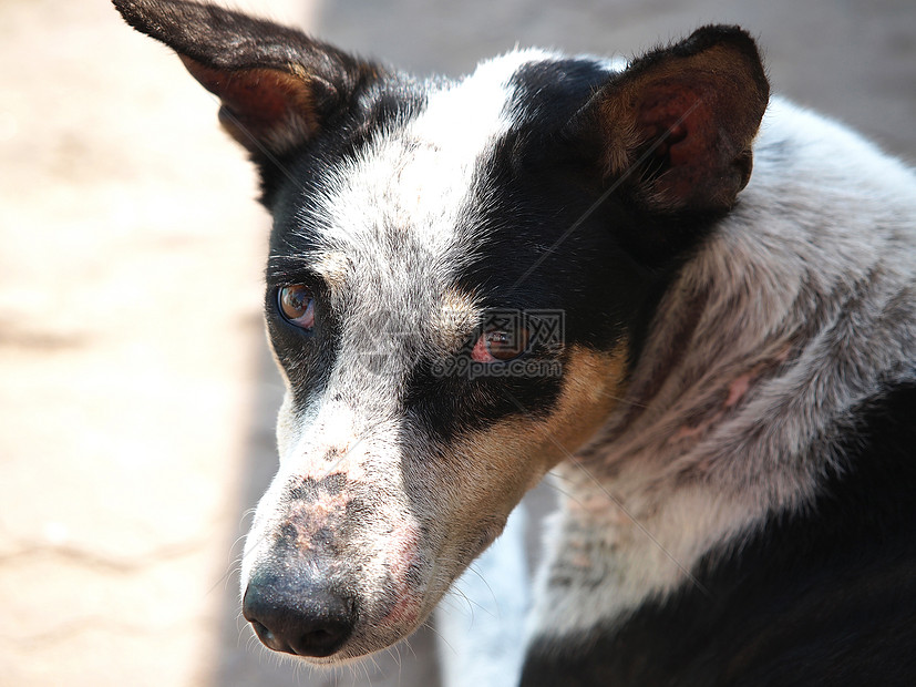 赛德狗高清图片下载-正版图片322005046-摄图网