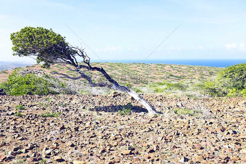 阿鲁巴的Dividivi树海浪海滩日落海洋树木高清图片下载-正版图片322017031-摄图网