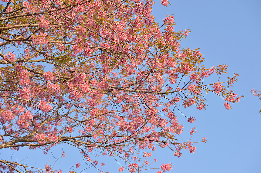 野生喜马拉雅樱桃 Doi Inth省王坤花瓣季节植物学天空生长蓝色植物群宏观叶子蜡质高清图片下载-正版图片322033681-摄图网