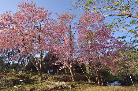 野生喜马拉雅樱桃 Doi Inth省王坤公园植物学木头樱花季节天空花园叶子植物群花瓣高清图片下载-正版图片322033592-摄图网