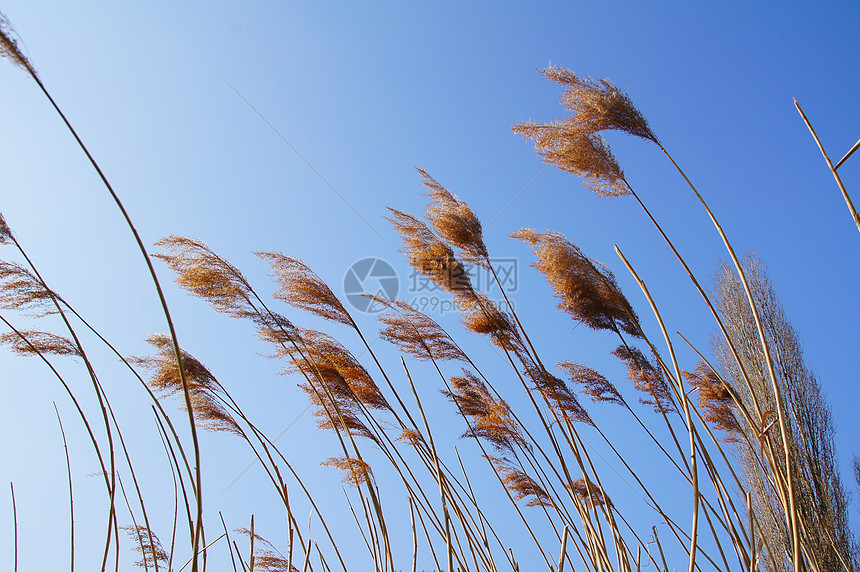 3月份的普通Reed高清图片下载-正版图片322055920-摄图网