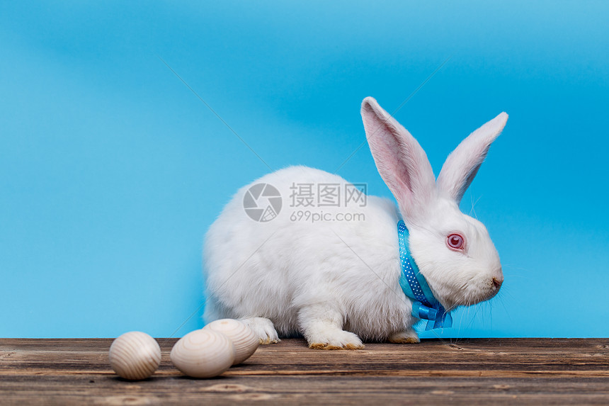 复活节白兔蓝色红眼睛白色兔子高清图片下载-正版图片322072973-摄图网