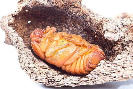 Pupa 椰子犀牛甲虫野生动物宏观摄影工作室喇叭天线犀牛反射昆虫甲虫高清图片下载-正版图片322074601-摄图网