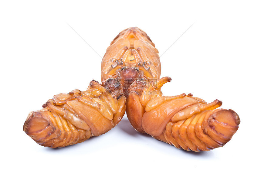 Pupa 椰子犀牛甲虫怪物害虫野生动物脊椎动物力量宏观喇叭甲虫摄影臭虫高清图片下载-正版图片322074591-摄图网