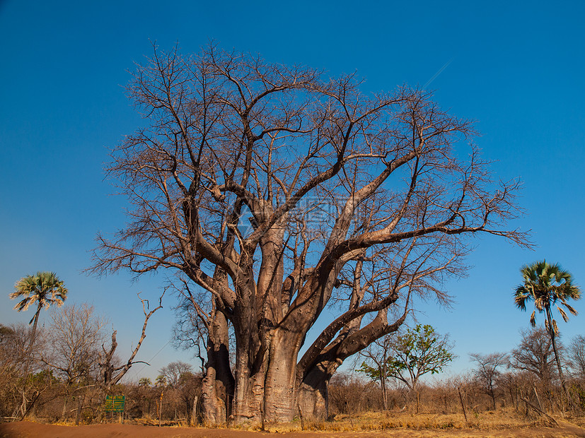 大猴面包树 大猴面包树高清图片下载-正版图片322091148-摄图网